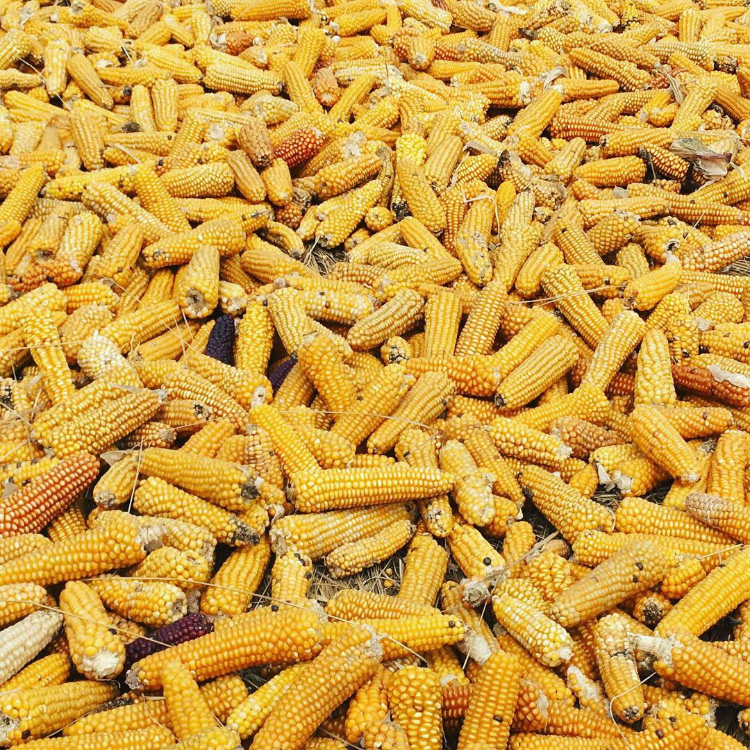 Maize: The Epicenter of Maya Culture – Trama Textiles | Women's Weaving ...